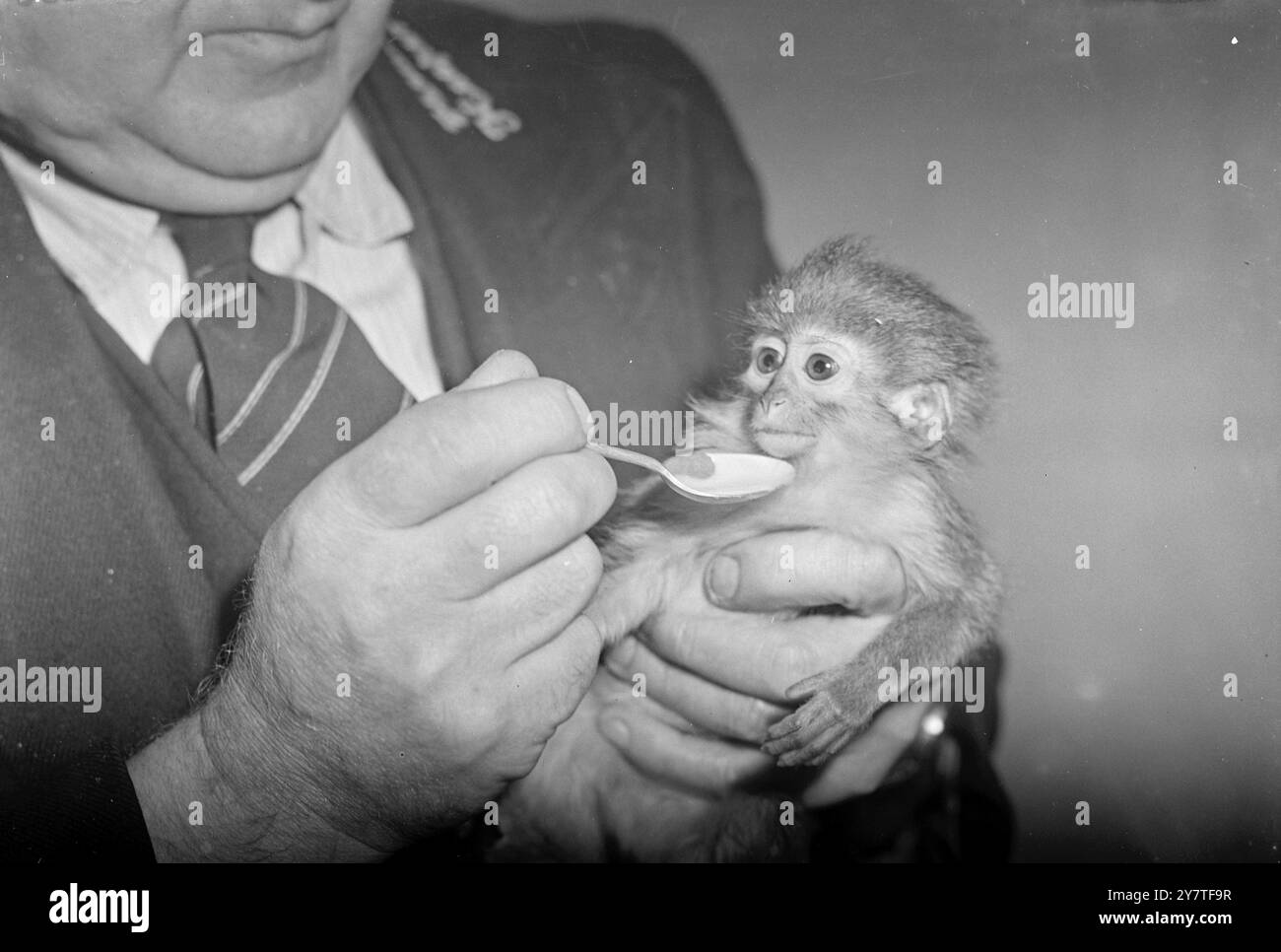 Monkey lips Black and White Stock Photos & Images - Alamy