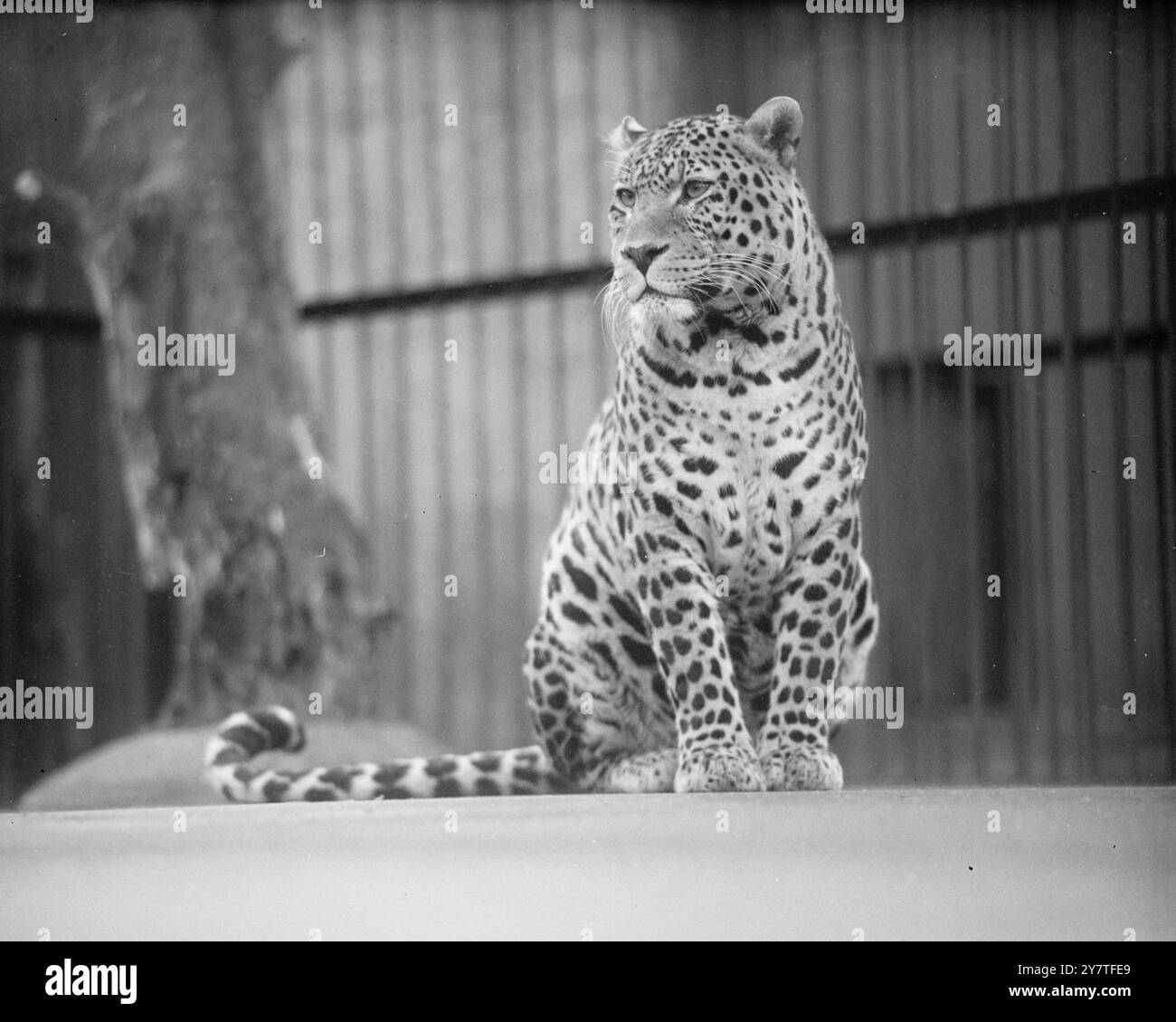 Anticipation look Black and White Stock Photos & Images - Alamy