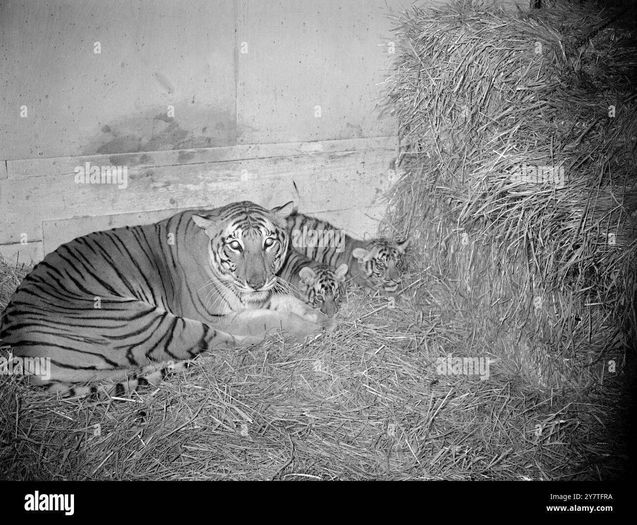 JUNGLE MOTHER Jungle watchfulness glints in the unblinking eyes of ...