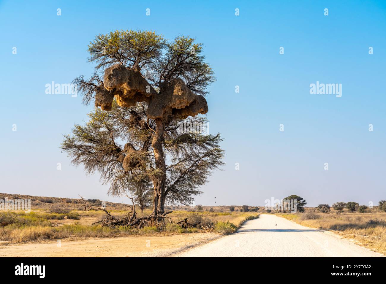 Large compound community nest of Sociable Weaver, or Philetairus socius ...