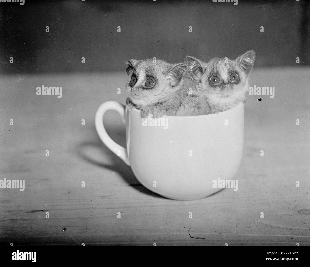 TEA CUP TWINS An ordinary teacup provides room enough for these two ...