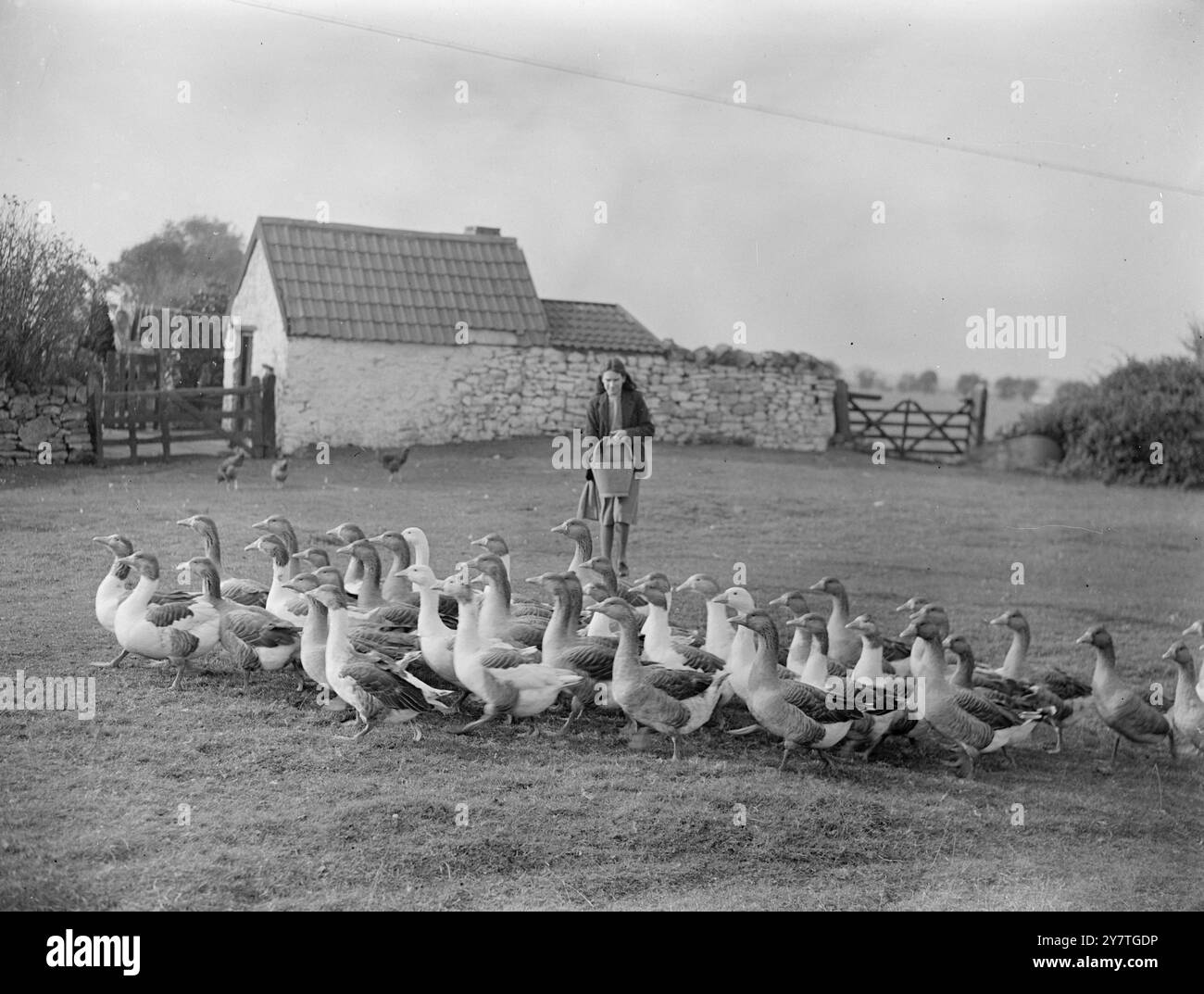 GOOSE STEP TO CHRISTMAS With fewer and fewer feeding days ahead of them ...