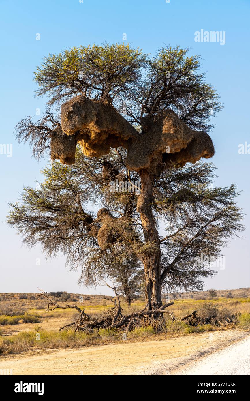 Large compound community nest of Sociable Weaver, or Philetairus socius ...