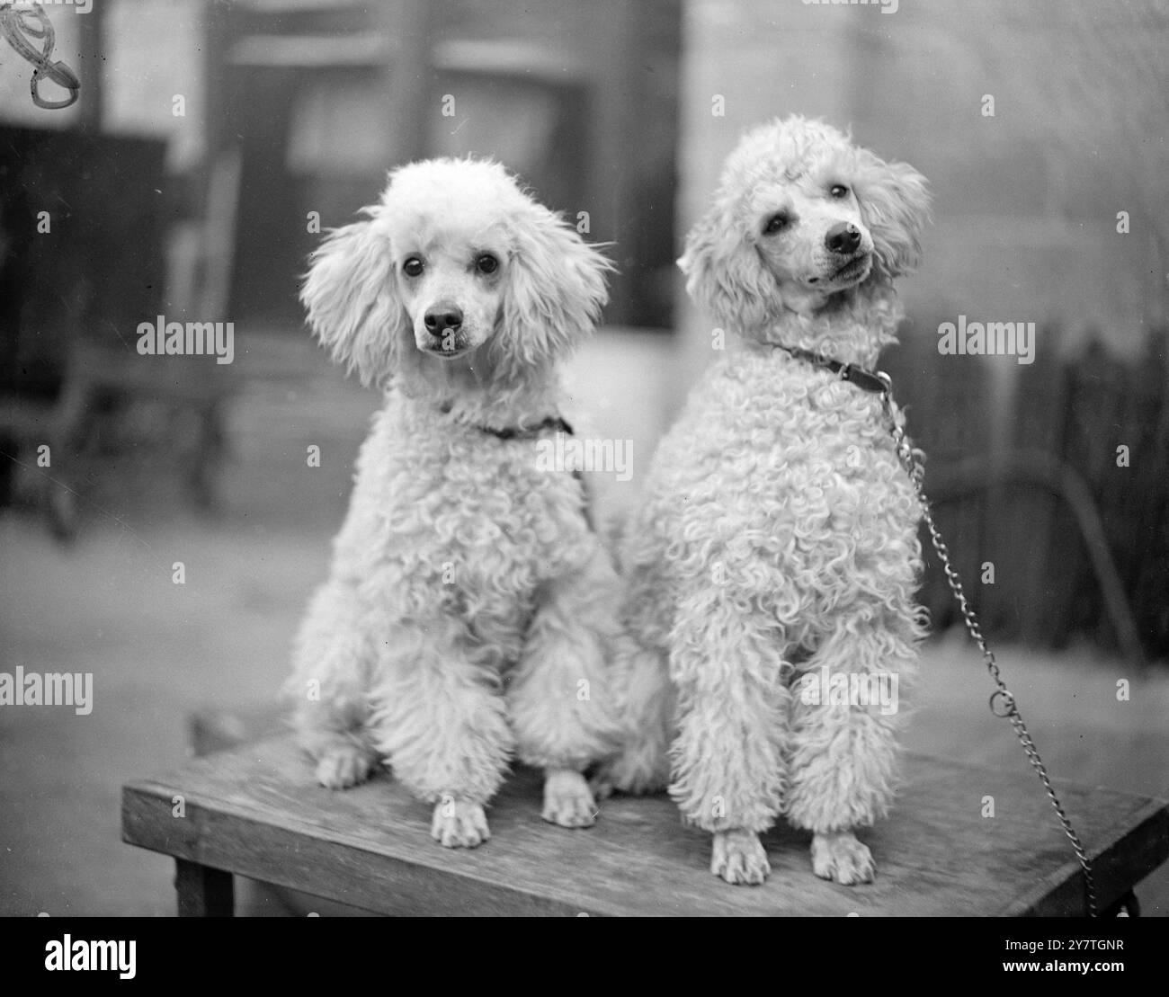 Cocker poodle Black and White Stock Photos & Images - Alamy