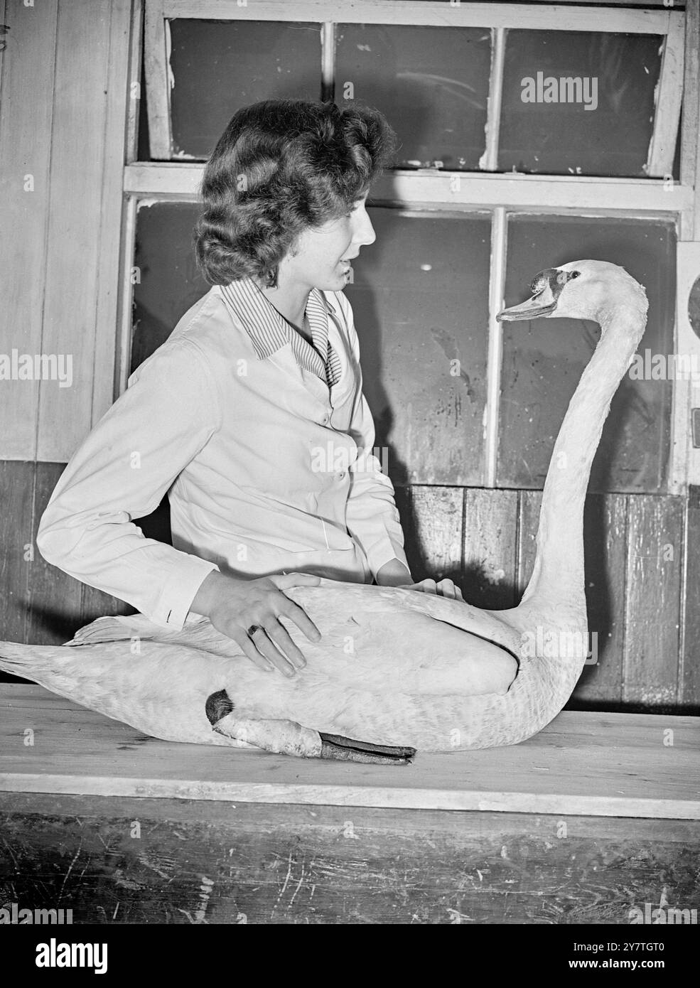 SING MY SWAN SONG? NOT JUST YET! 5 November 1949 Swans are notoriusly ...