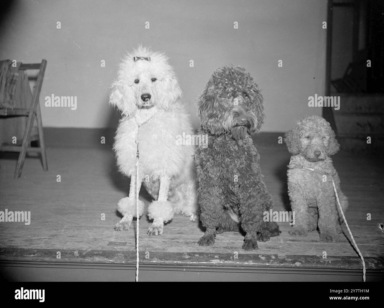 SMUDGE ON THE FAMILY ALBUM Head high, is slightly defiant, Poppet, the ...