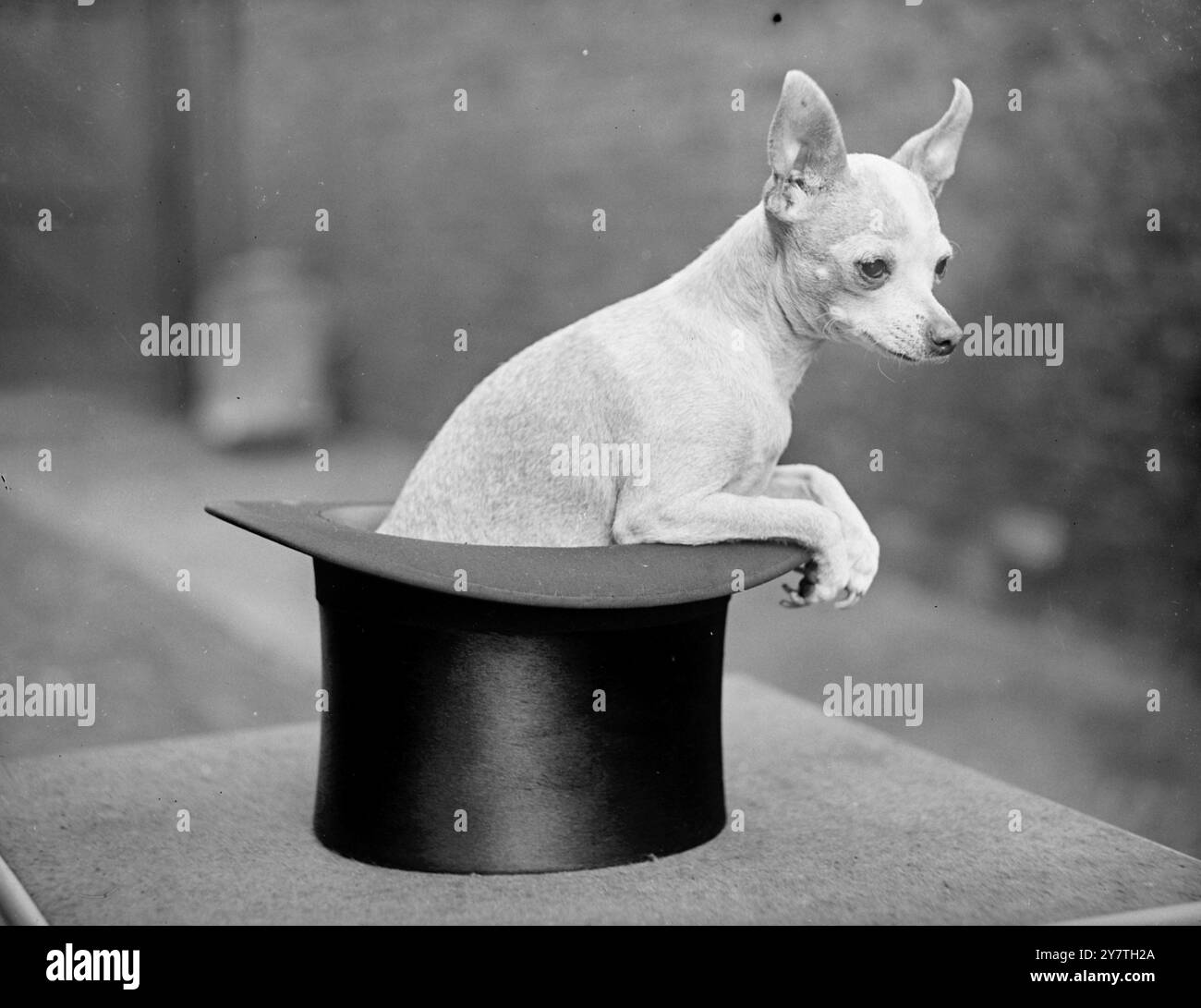 Cute little four year hi-res stock photography and images - Alamy