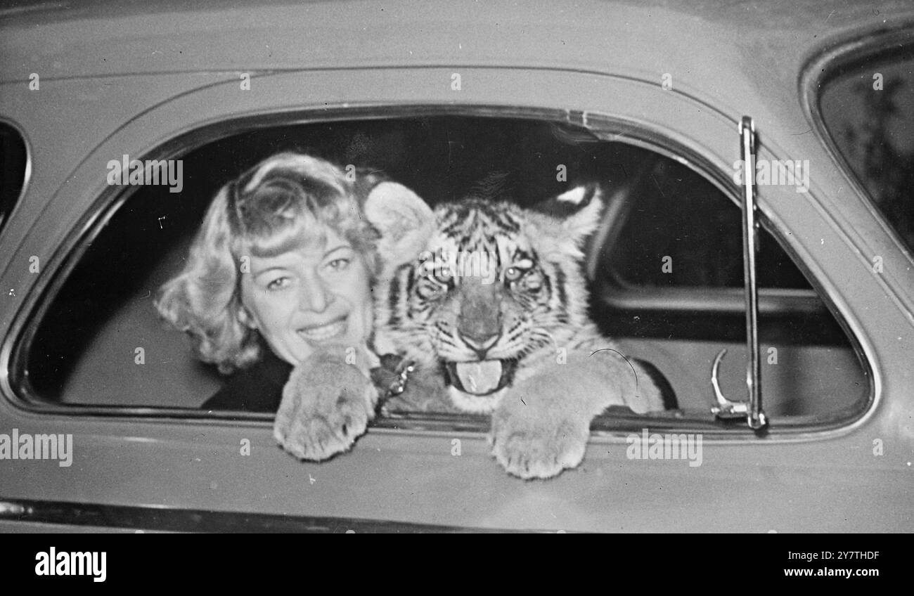 SMILE ON THE FACE OF THE TIGER This amiable-looking Tiger, radiating ...