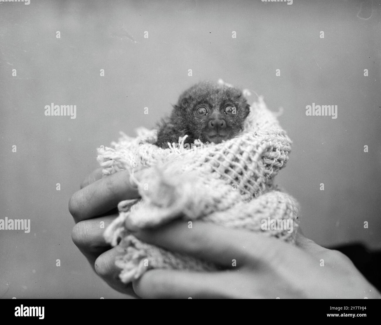 Wonk is three-months-old , officially known as a Baby Bosman's Potto ...