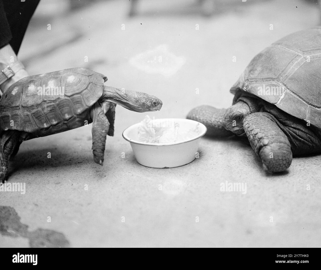 Giant tortoise feeding Black and White Stock Photos & Images - Alamy
