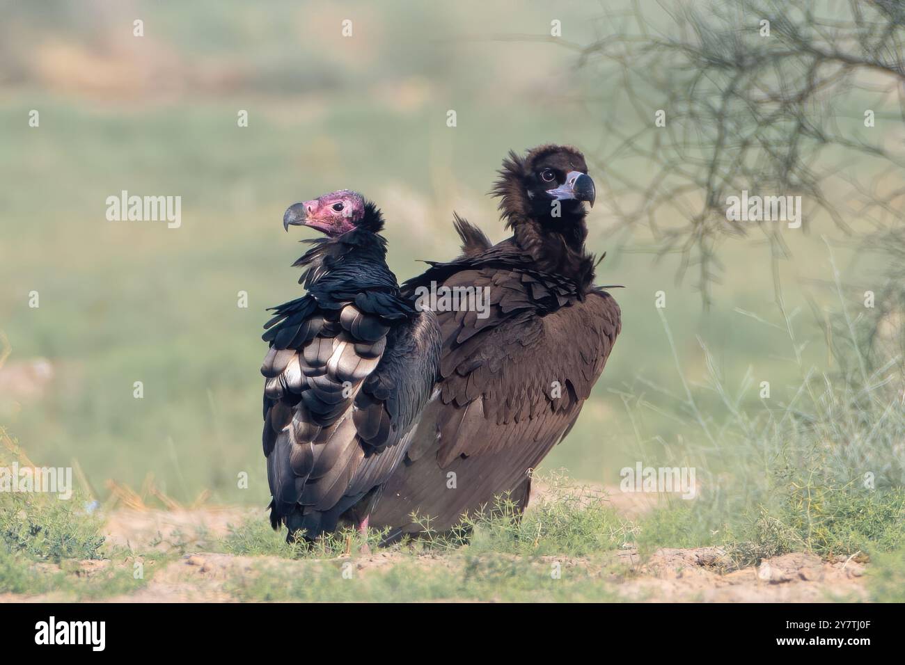 cinereous vulture (Aegypius monachus) and red-headed vulture (Sarcogyps ...