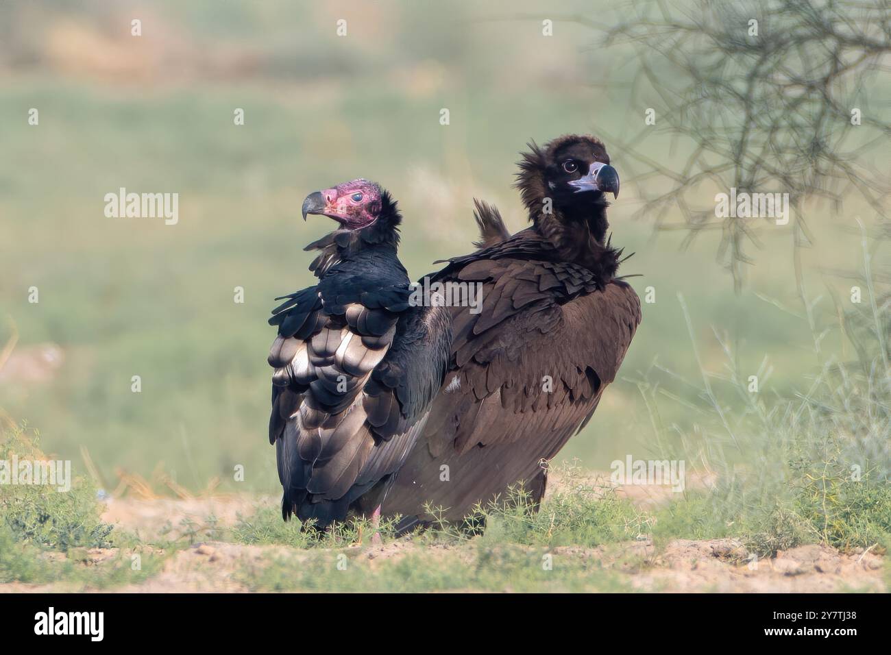 cinereous vulture (Aegypius monachus) and red-headed vulture (Sarcogyps ...