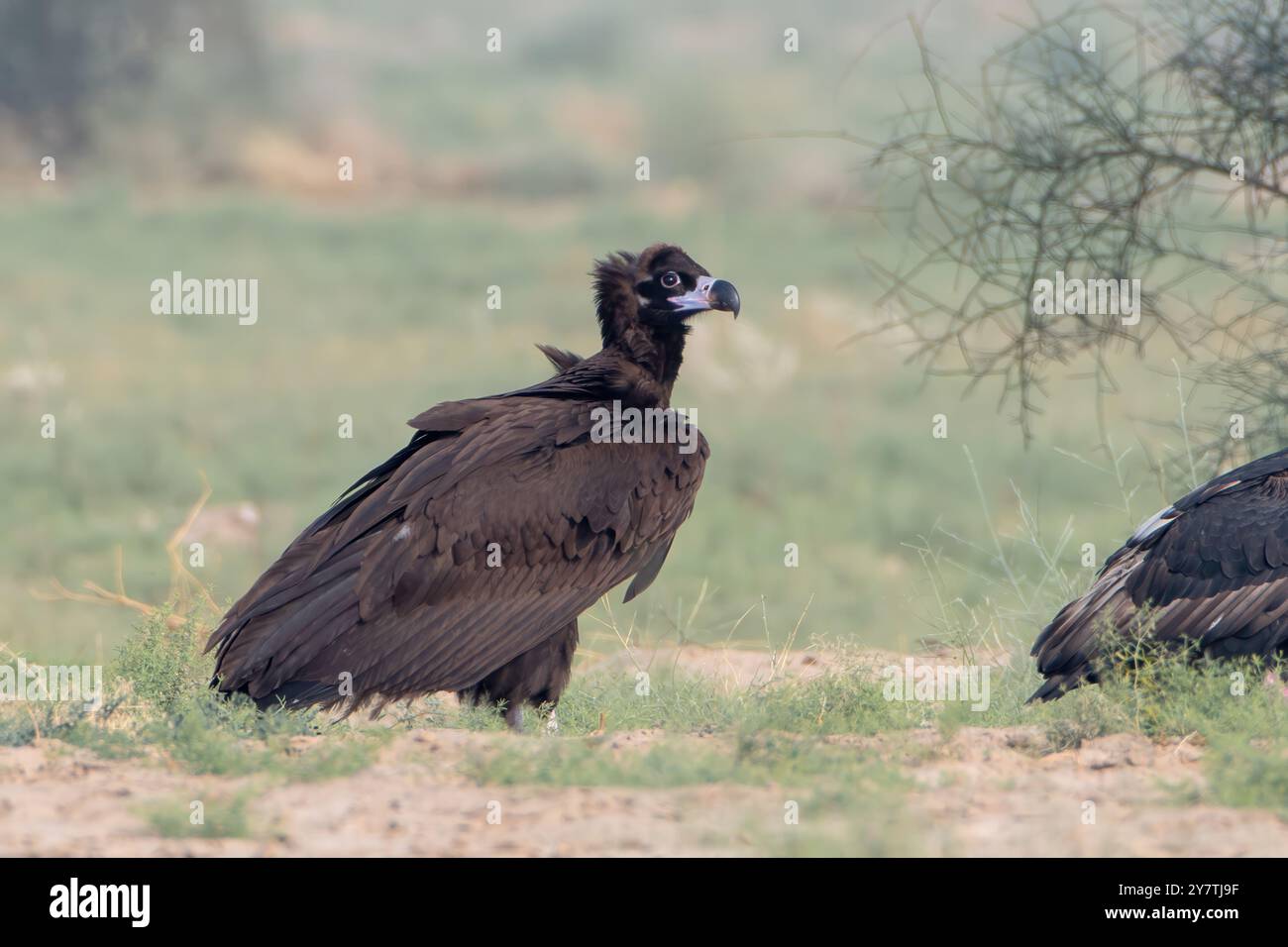 cinereous vulture (Aegypius monachus), the largest Old World vulture ...