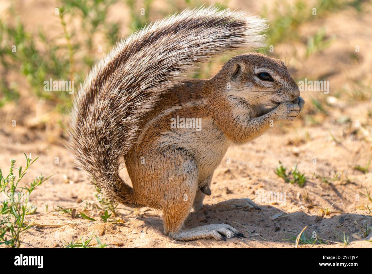 Close up of cape ground squirrel or South African ground squirrel, or ...