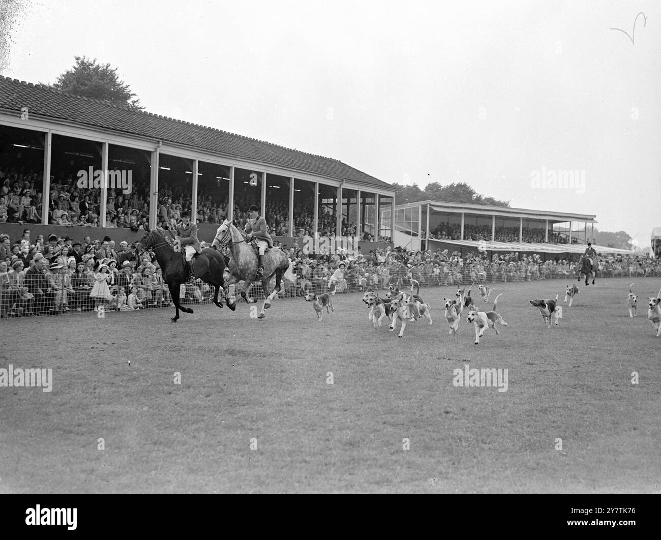 Hounds in the ring - The Old Surrey and Burstow Fox Hounds , under ...