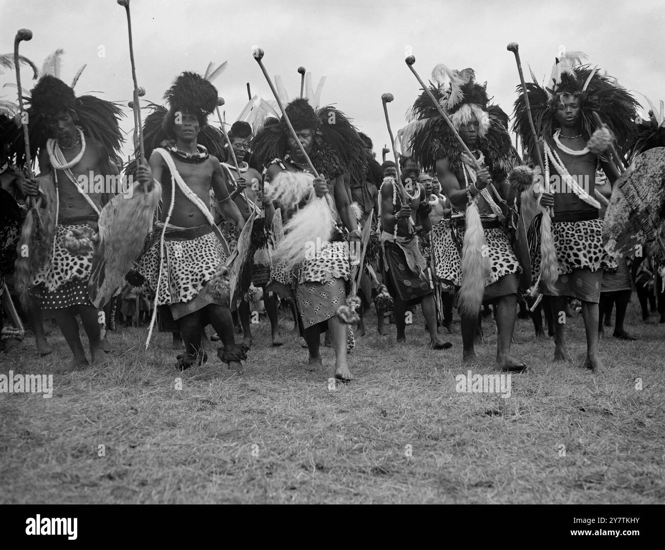 Swazi warriors whistle greeting to Royal FamilyA mass of Swazi warriors ...