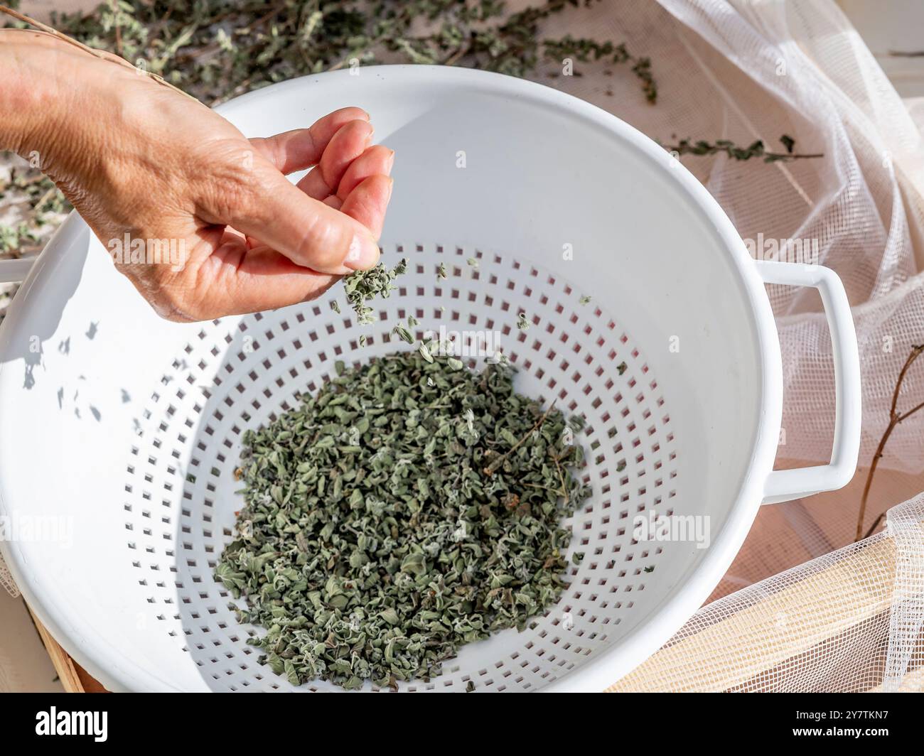Precious dried oregano leaves are collected in a container by sliding a ...