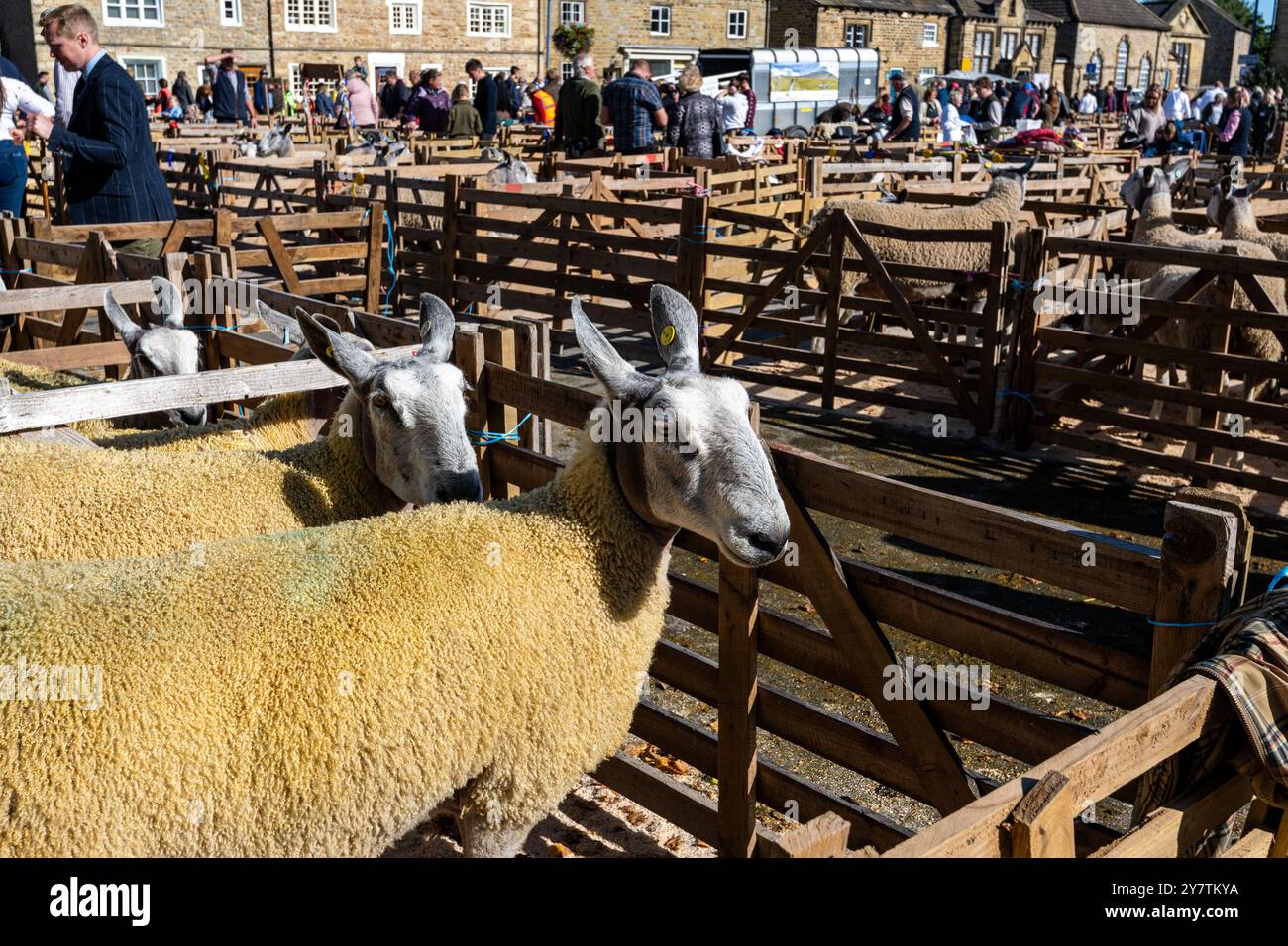 Penned sheep. Masham Sheep Fair, Masham, near Ripon, North Yorkshire ...