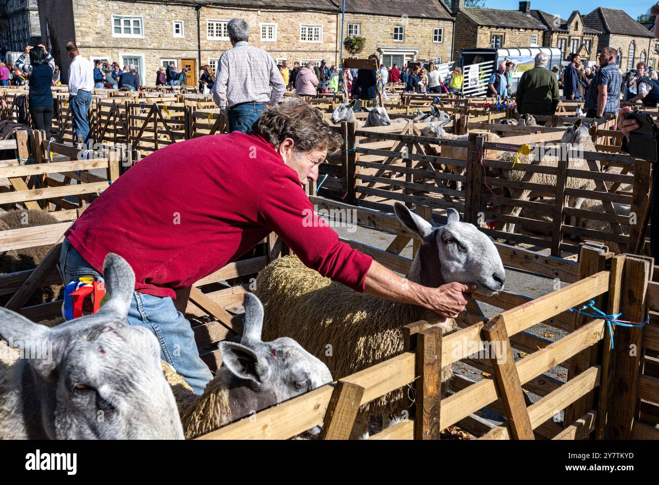 Penned sheep. Masham Sheep Fair, Masham, near Ripon, North Yorkshire ...