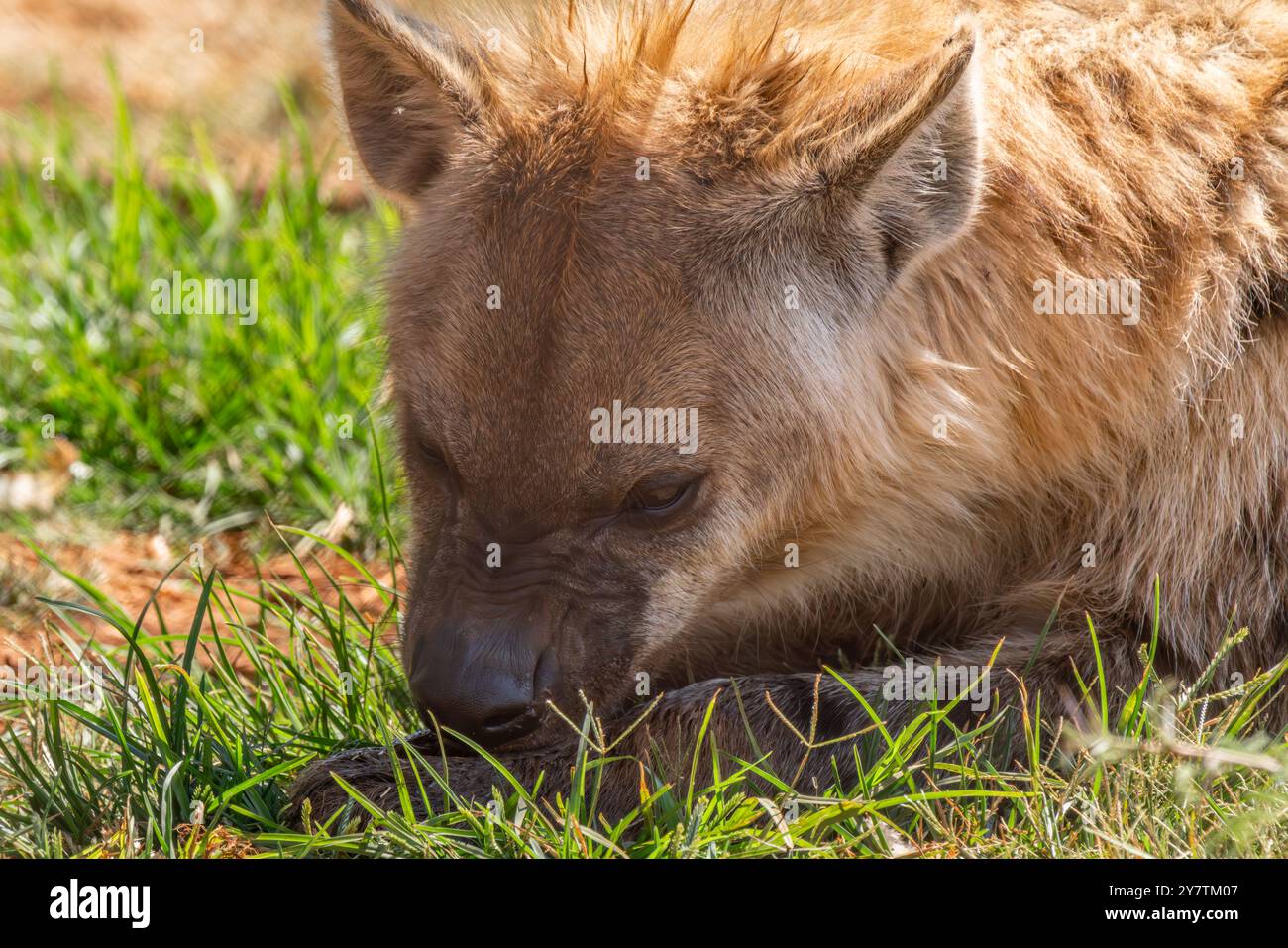 Close up of a spotted hyena (Crocuta crocuta), also known as the ...