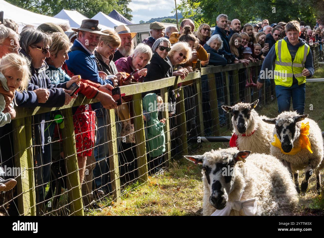 Sheep racing at the Masham Sheep Fair, Masham, near Ripon, North ...