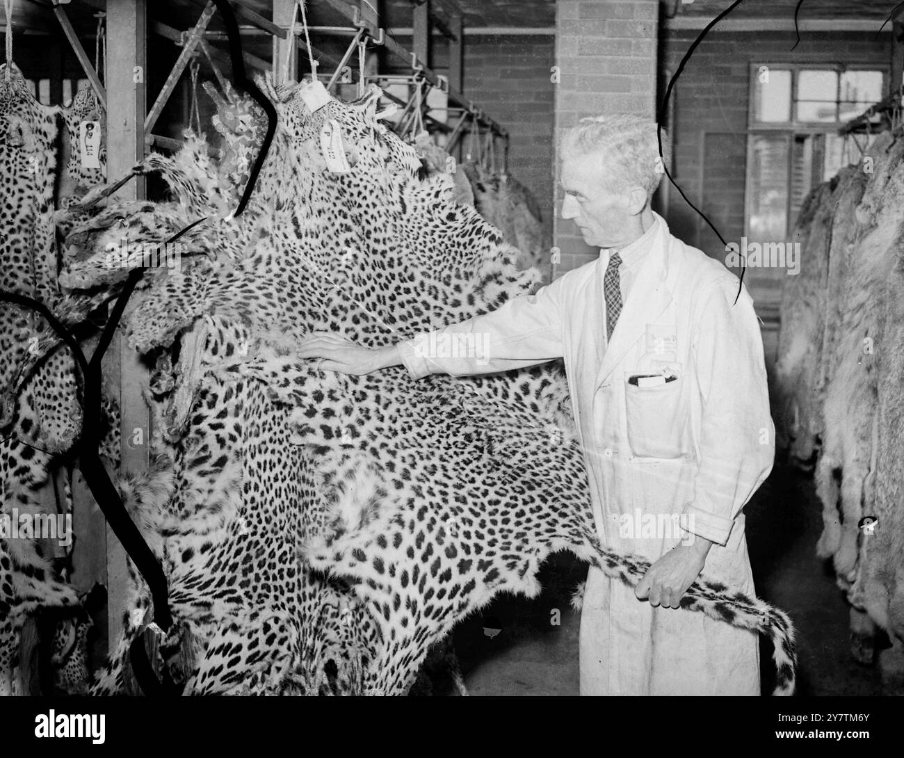 Furs in 35 varieties at Hudson Bay salein LondonLondon's Autumn fur ...