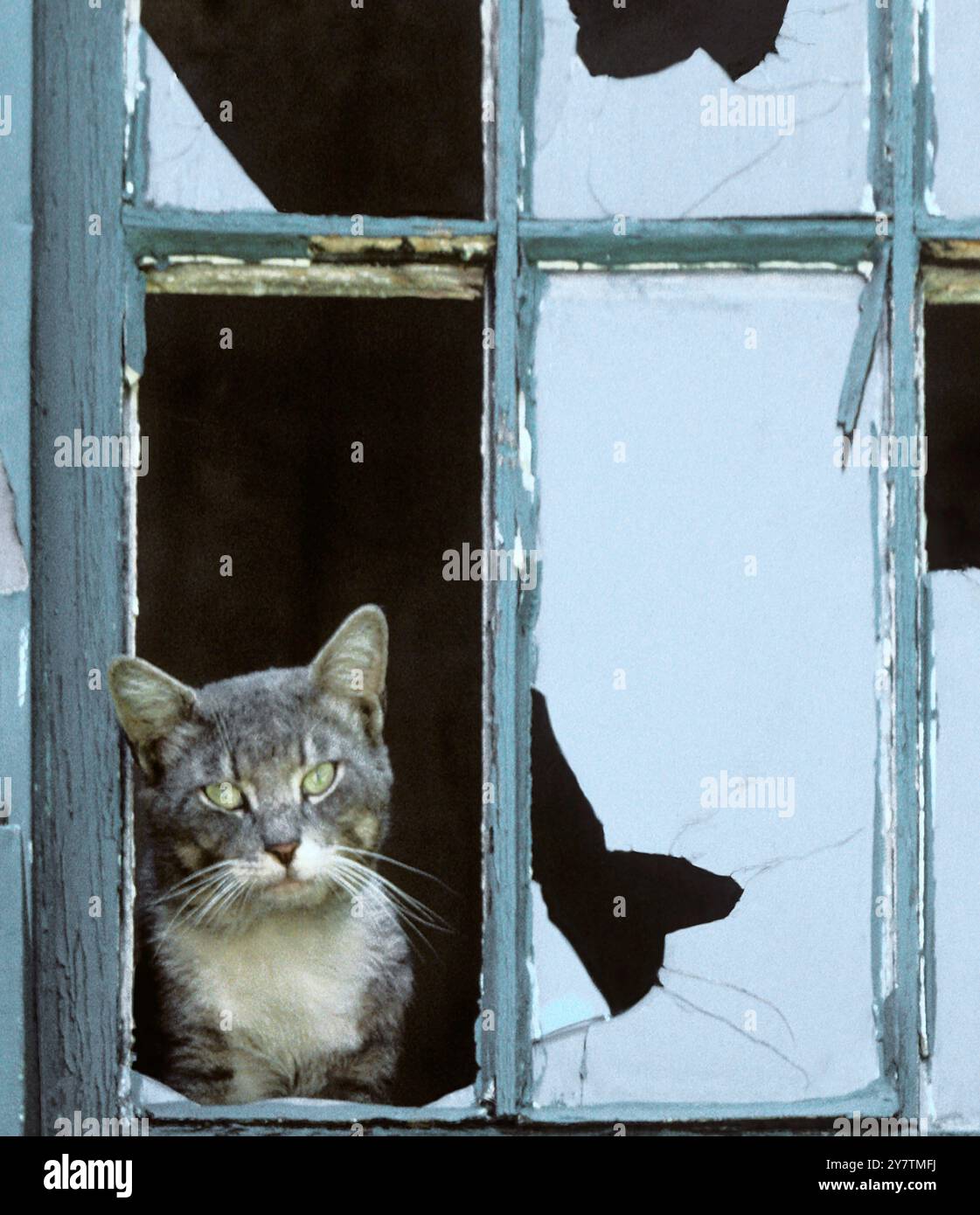 Alley cat looking out of a broken glass window of a slum building. New ...