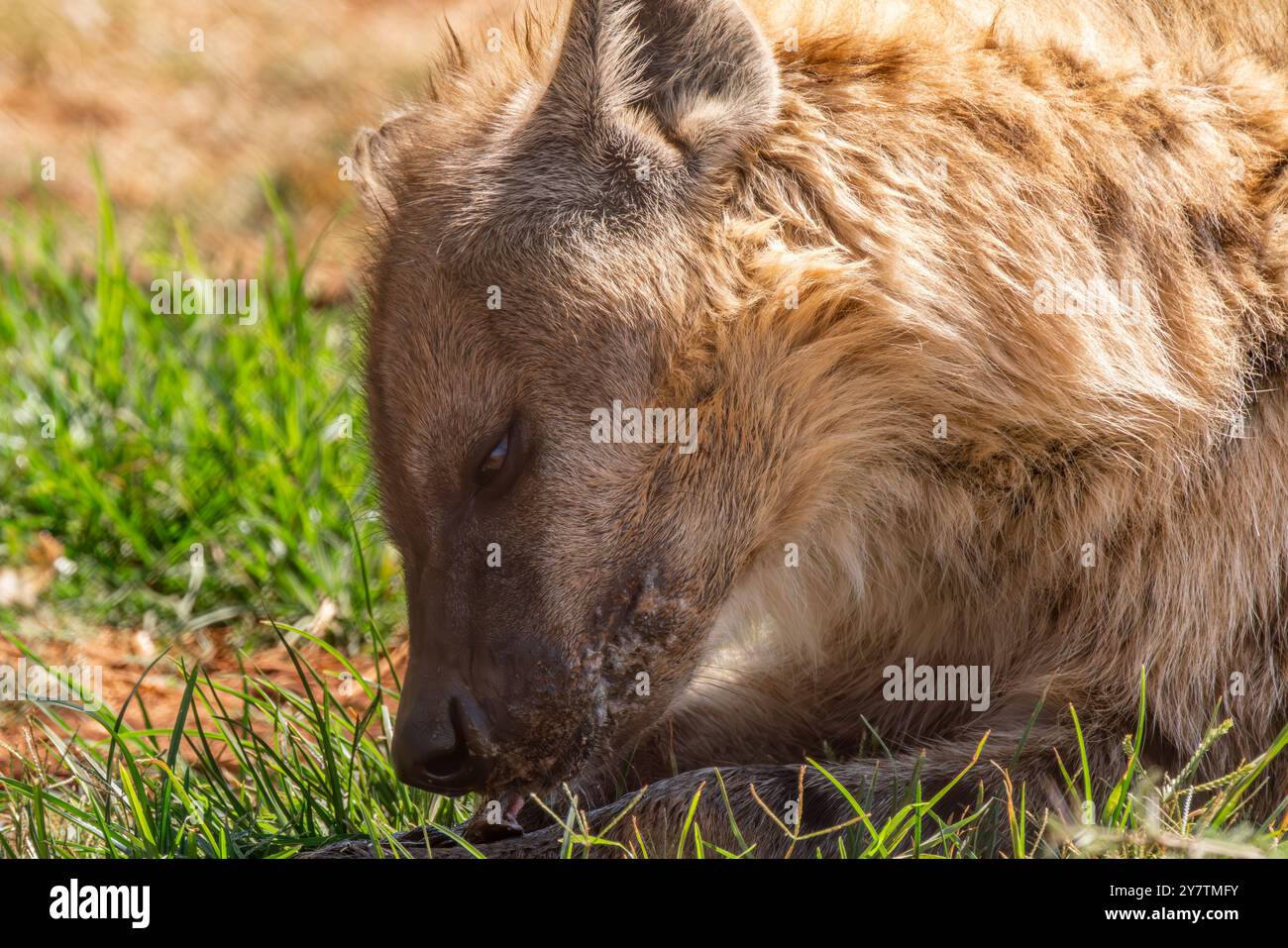 Close up of a spotted hyena (Crocuta crocuta), also known as the ...