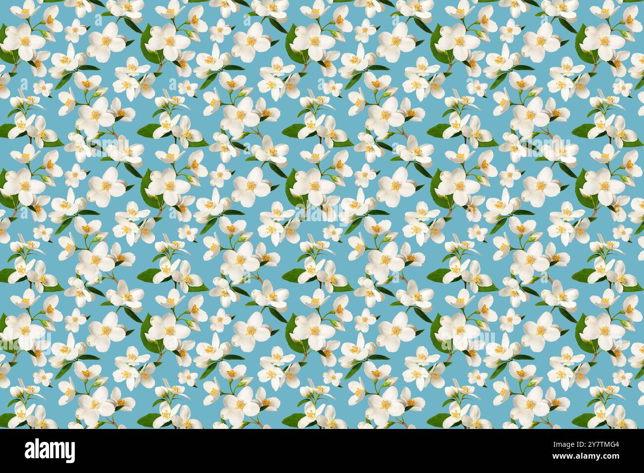 Floral background. Delicate jasmine flowers on blue background, repeating pattern. Perfect for ...