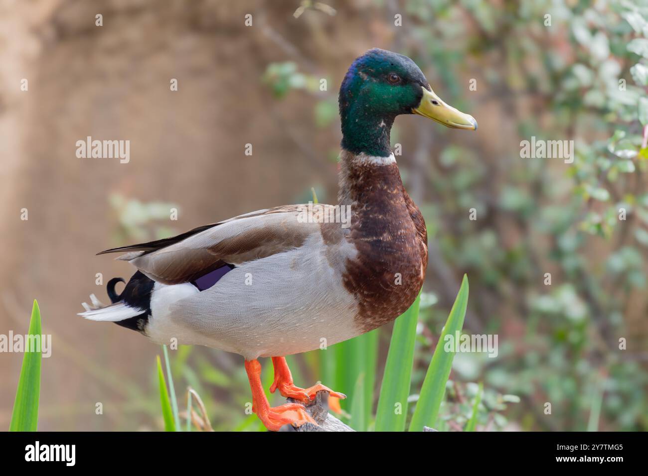 Mallard duck side view wwith blurred background4 Stock Photo - Alamy