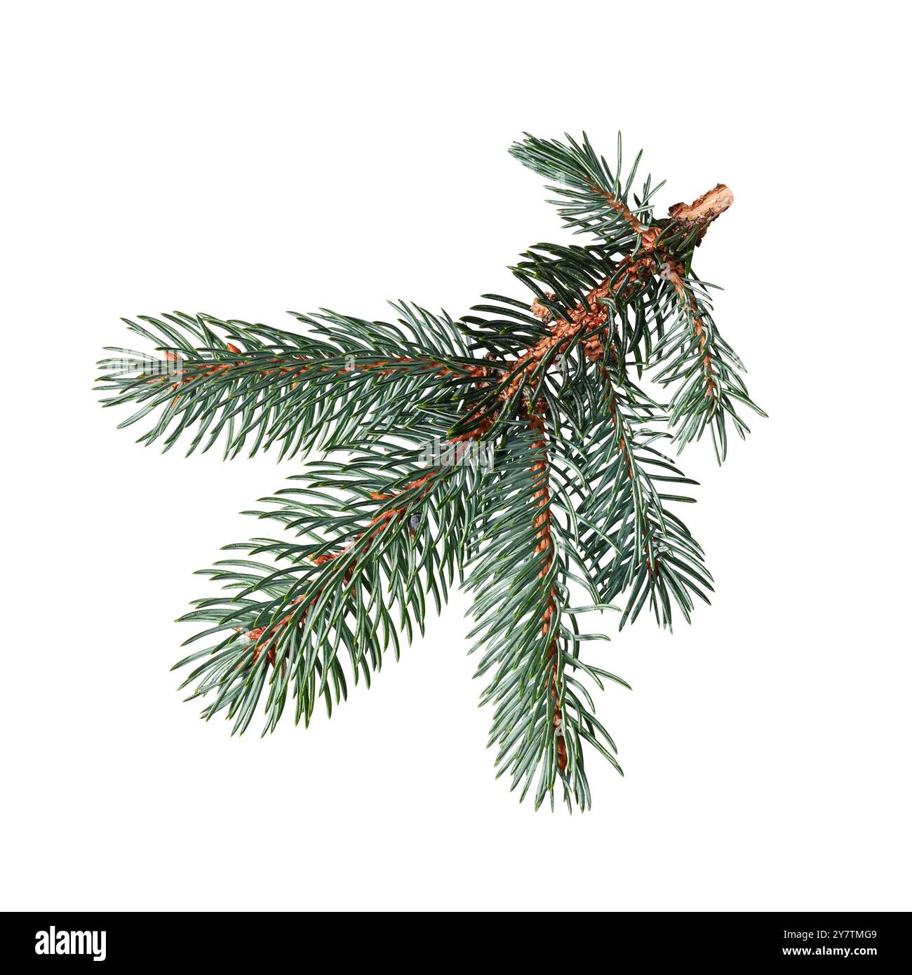 A branch of blue spruce isolated on a white background. Design element ...