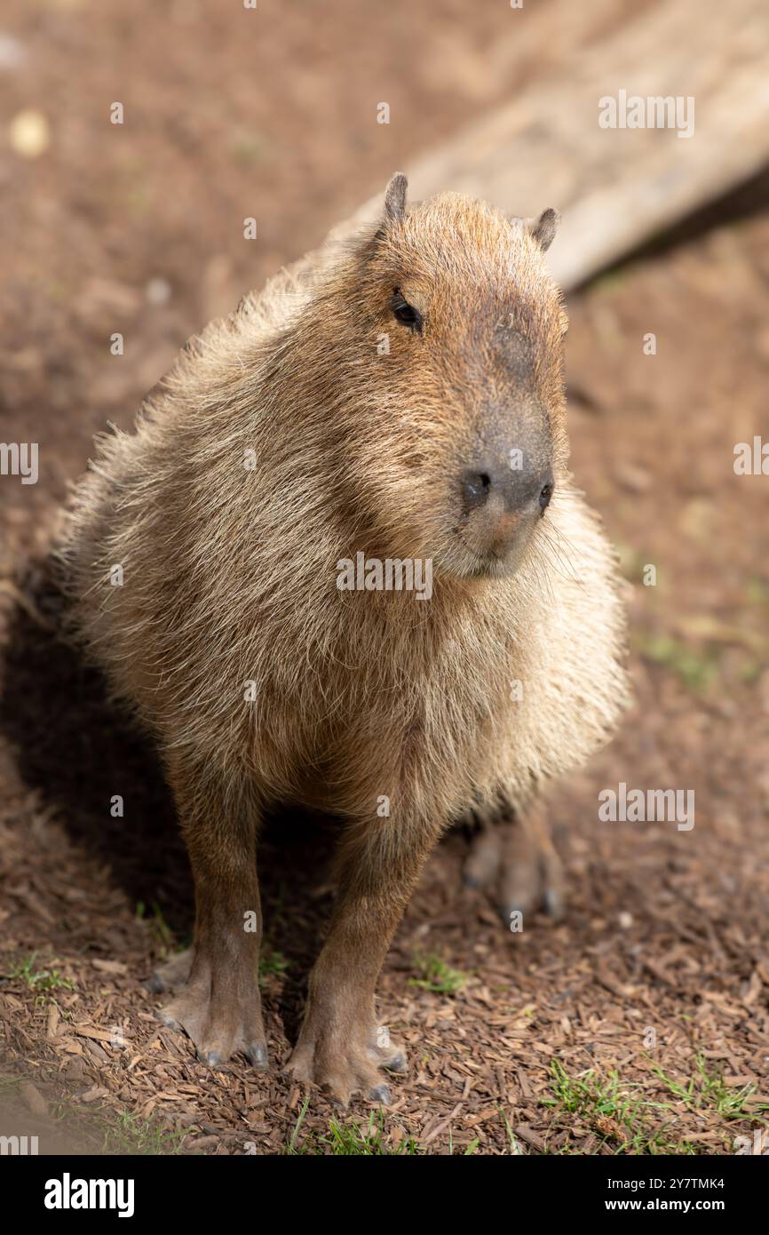 The capybara or greater capybara is the largest living rodent, native to South America. It is a ...