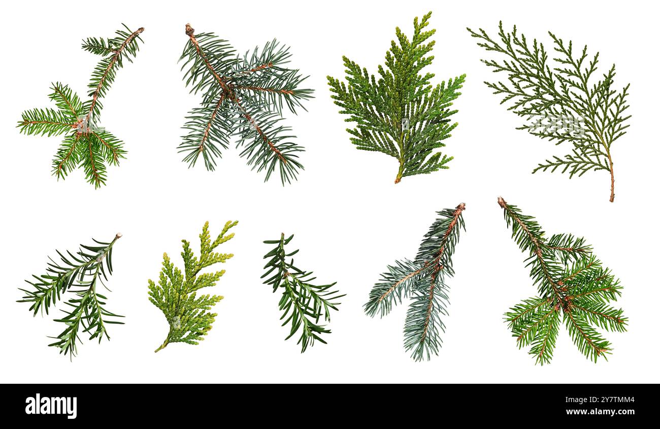 A set of different coniferous branches isolated on white background ...
