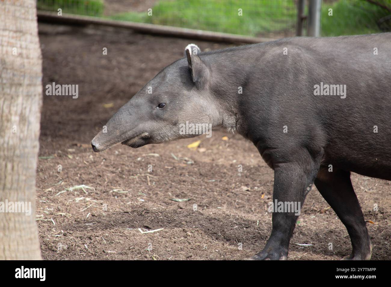 The Baird's tapir, also known as the Central American tapir, is a ...