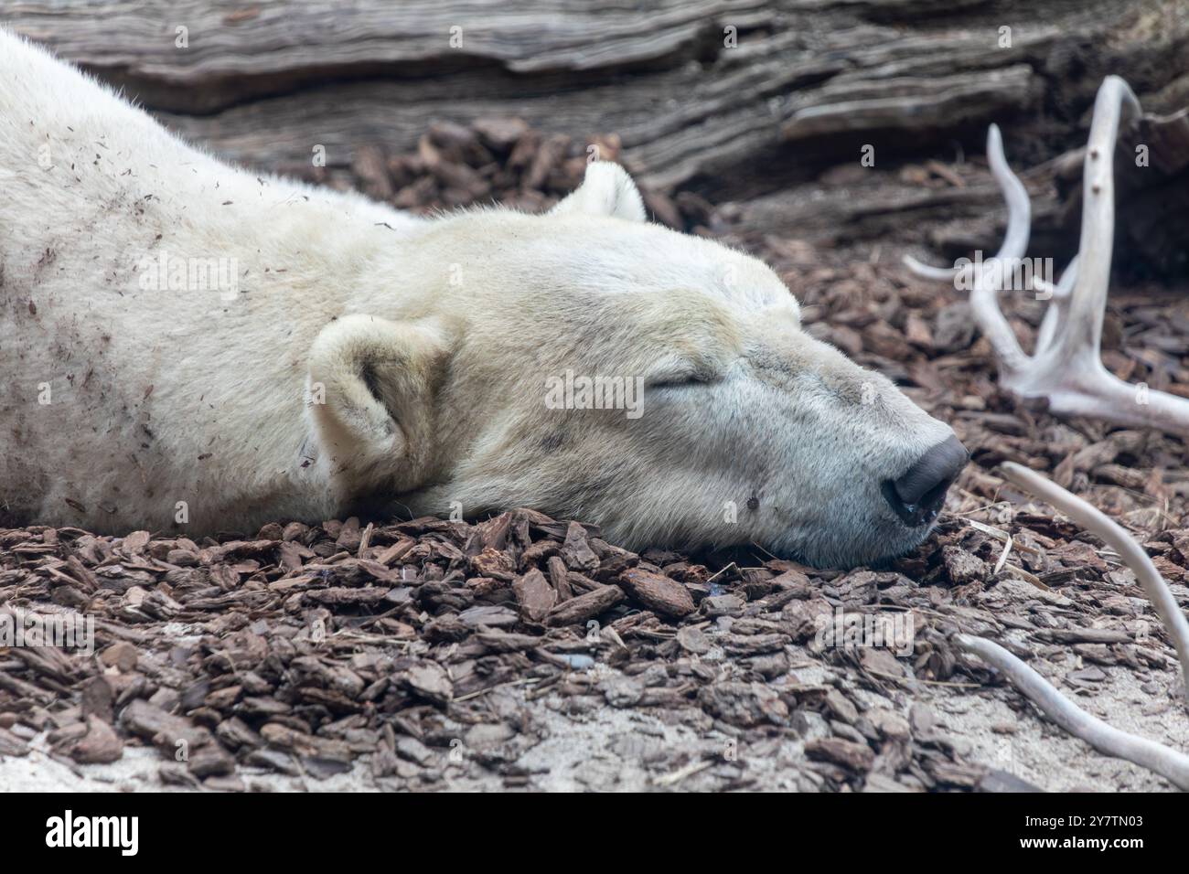 Polar bear sleeping Stock Photo - Alamy