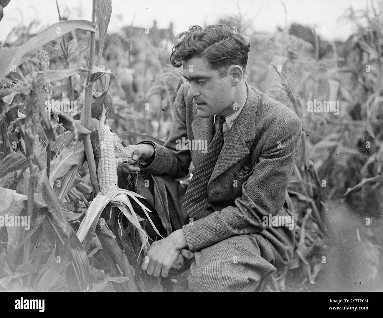 CORN ON THE COB FOR BRITAINS IS AIM OF LONDON SCIENTISTS Promising ...