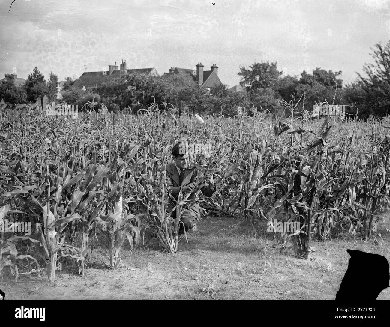 CORN ON THE COB FOR BRITAIN IS AIM OF LONDON SCIENTISTS Promising ...