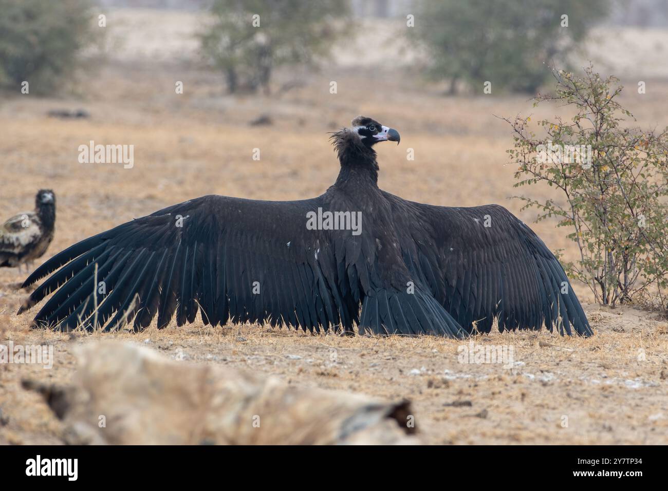 cinereous vulture (Aegypius monachus), the largest Old World vulture ...