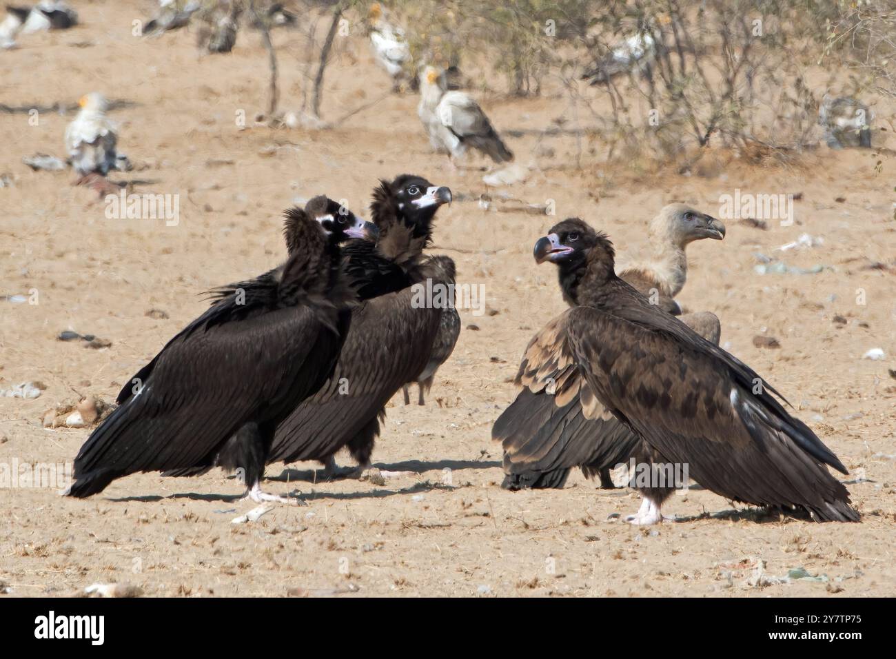 cinereous vulture (Aegypius monachus), the largest Old World vulture ...