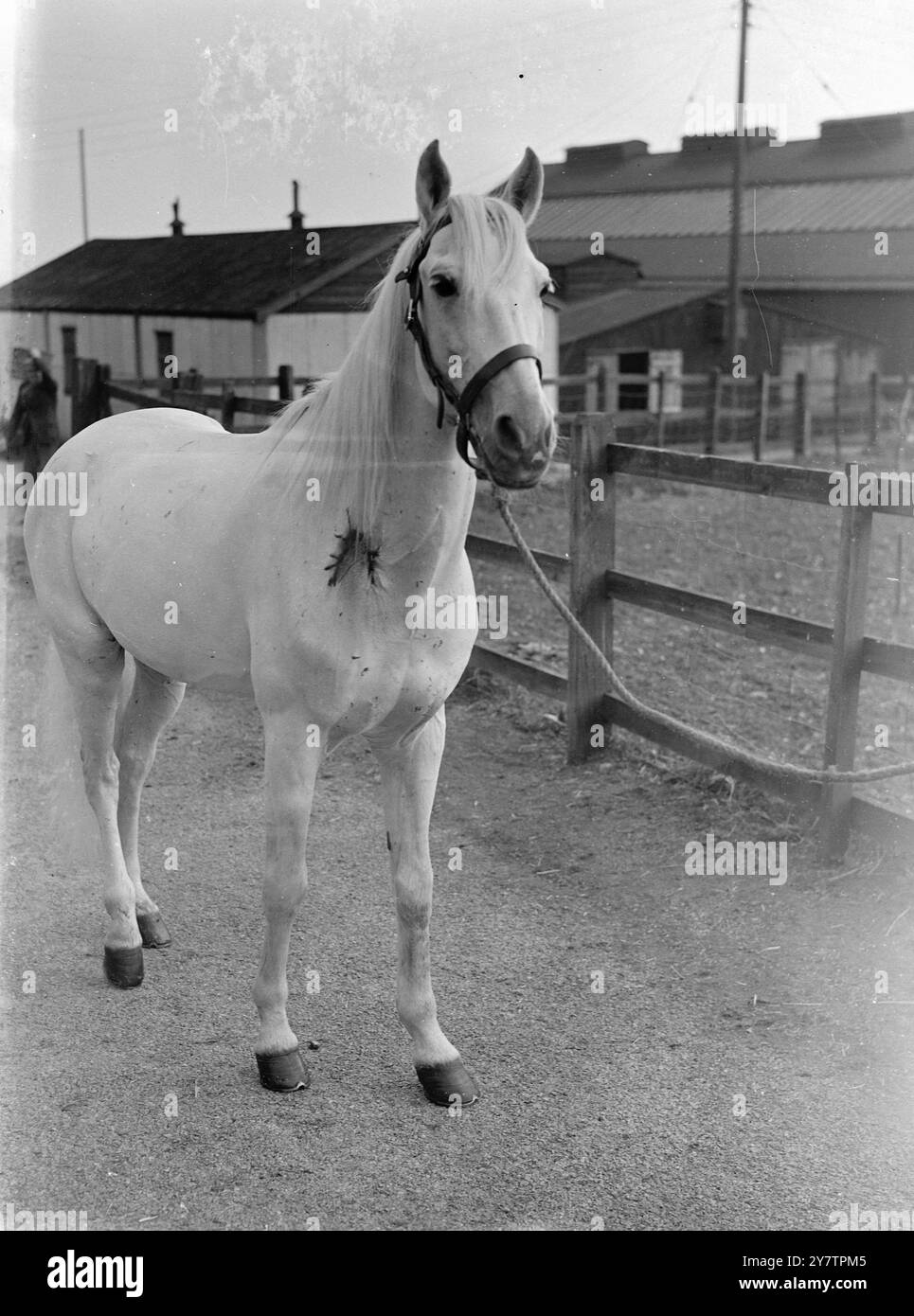 Rommel's battle-scarred charger in EnglandThe fine charger which Field ...