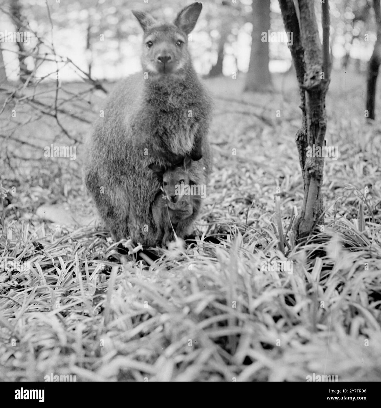 THE BABY WALLABY TAKES A GOOD VIEW OF THIS WORLD When a baby wallaby is ...