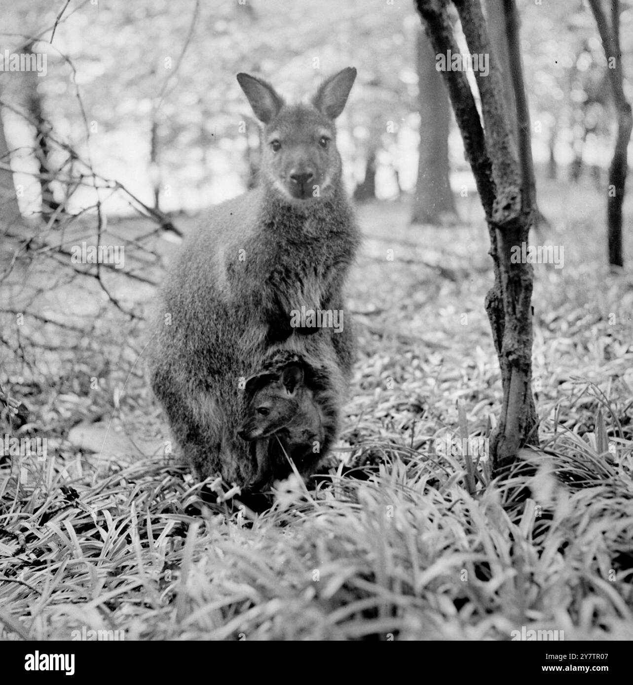 THE BABY WALLABY TAKES A GOOD VIEW OF THIS WORLD When a baby wallaby is ...