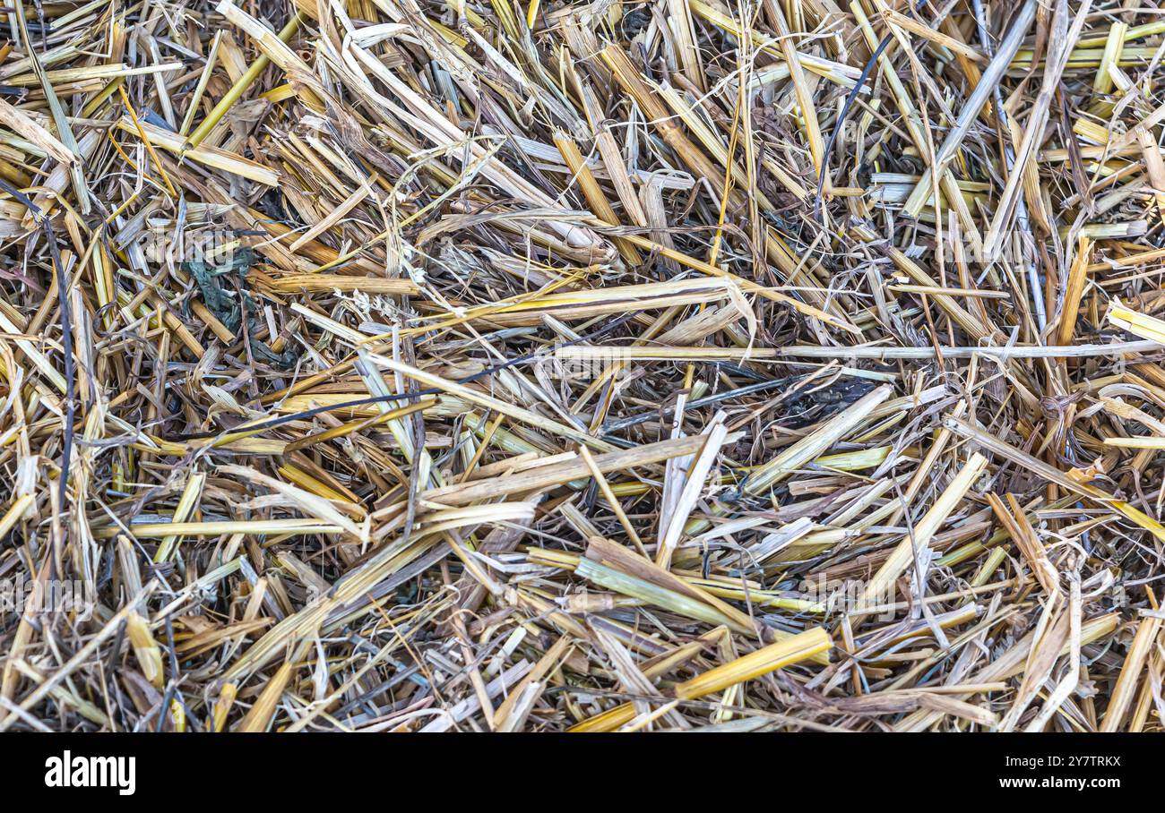 straw, dry straw texture background, vintage style for design Stock ...