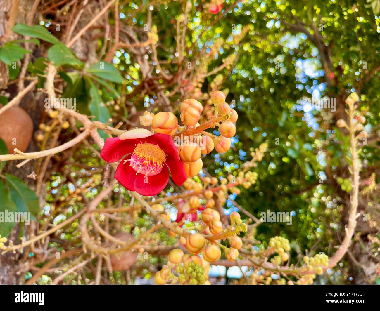 Vibrant Cannonball Flower Blooms in the Sunlight. This close-up photo ...