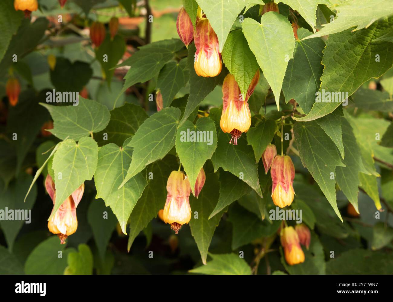 Abutilon milleri, an evergreen shrub flowering, with yellow petals and ...