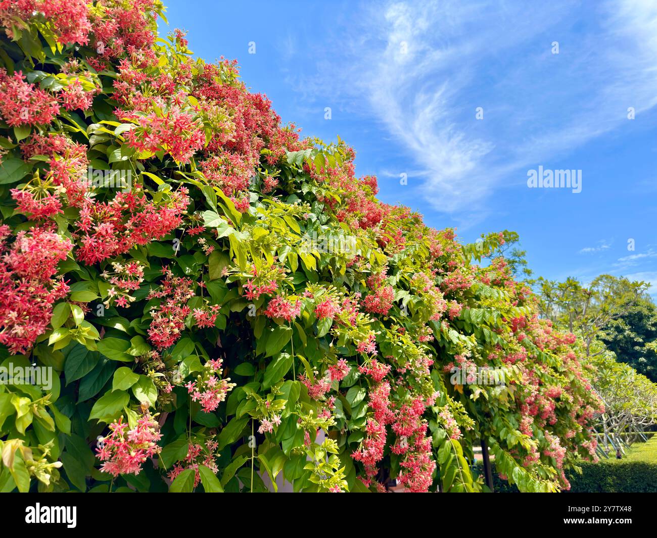 A vibrant Rangoon creeper flourishes under a bright blue sky. This ...