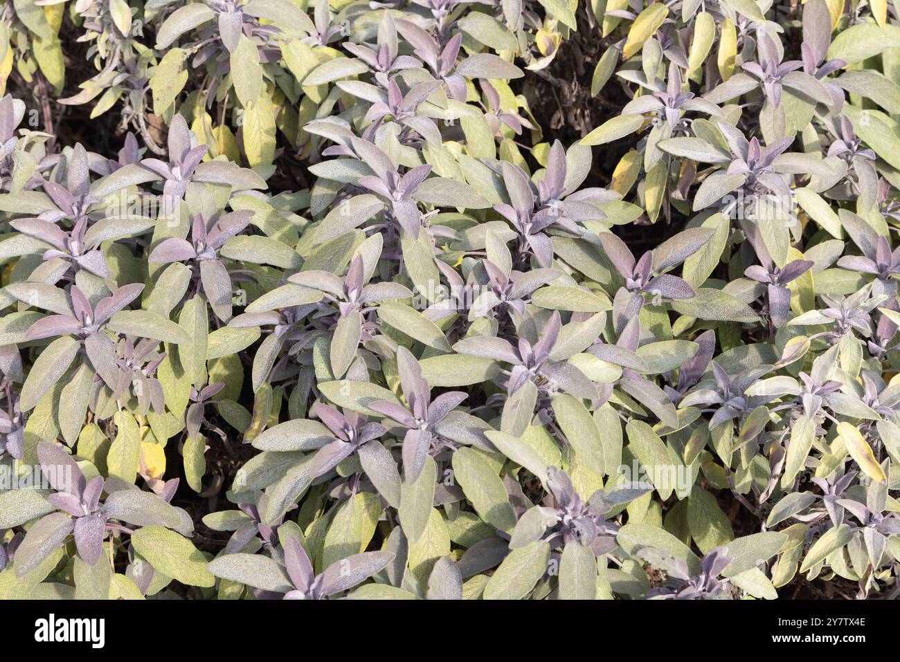Purple Sage, Salvia officinalis 'Purpurascens', a herb plant growing in ...