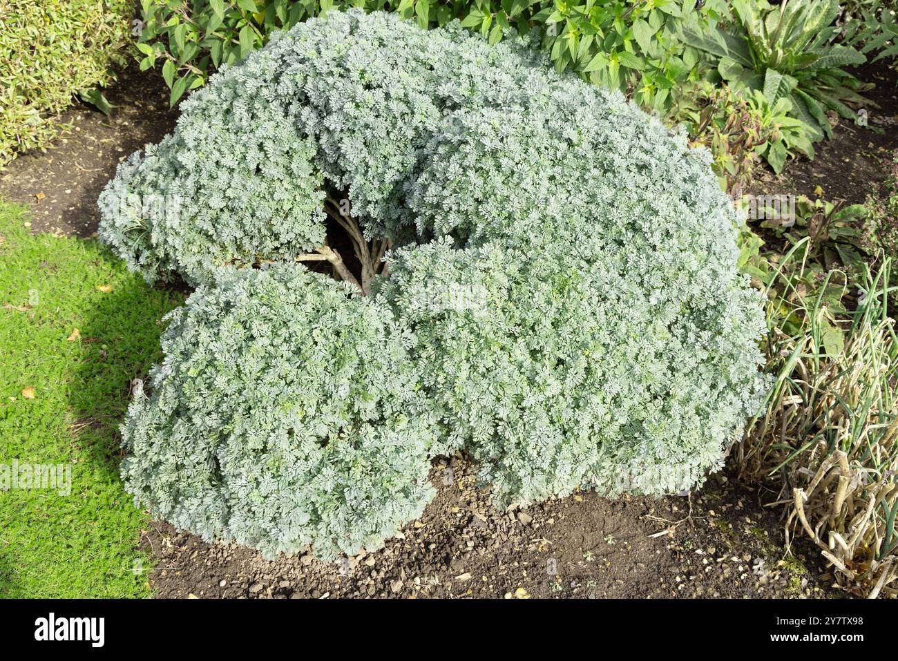 Ruta graveolens, commonly known as the herb rue, common rue or herb-of ...