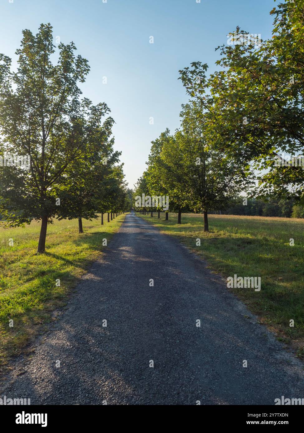 Rural country road, alley with green maple trees. Golden hour sunlight ...