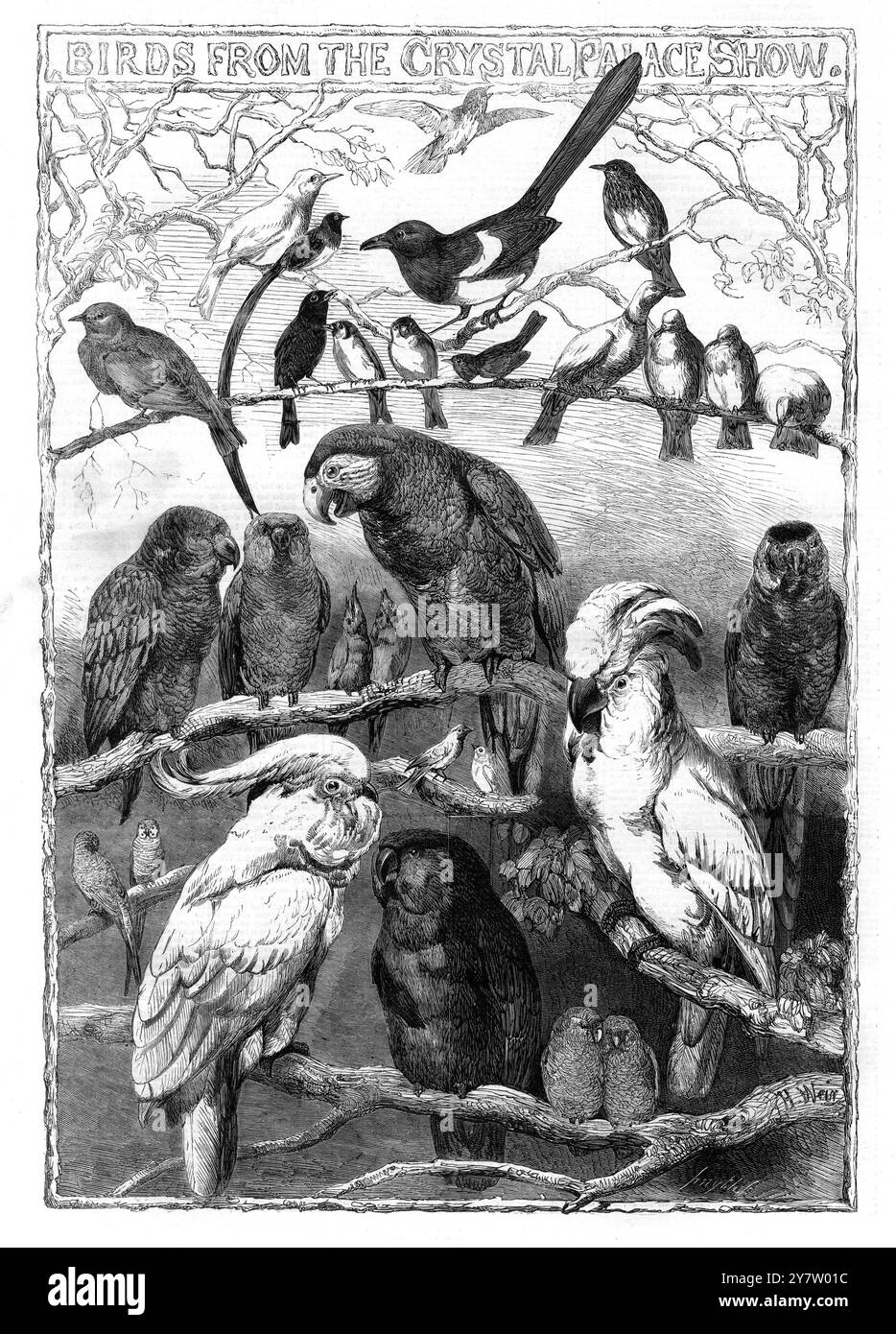 Engraving crystal palace Black and White Stock Photos & Images - Alamy